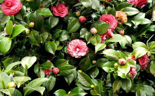 Rose Garden tour with Antilog Vacations at Munnar Kerala